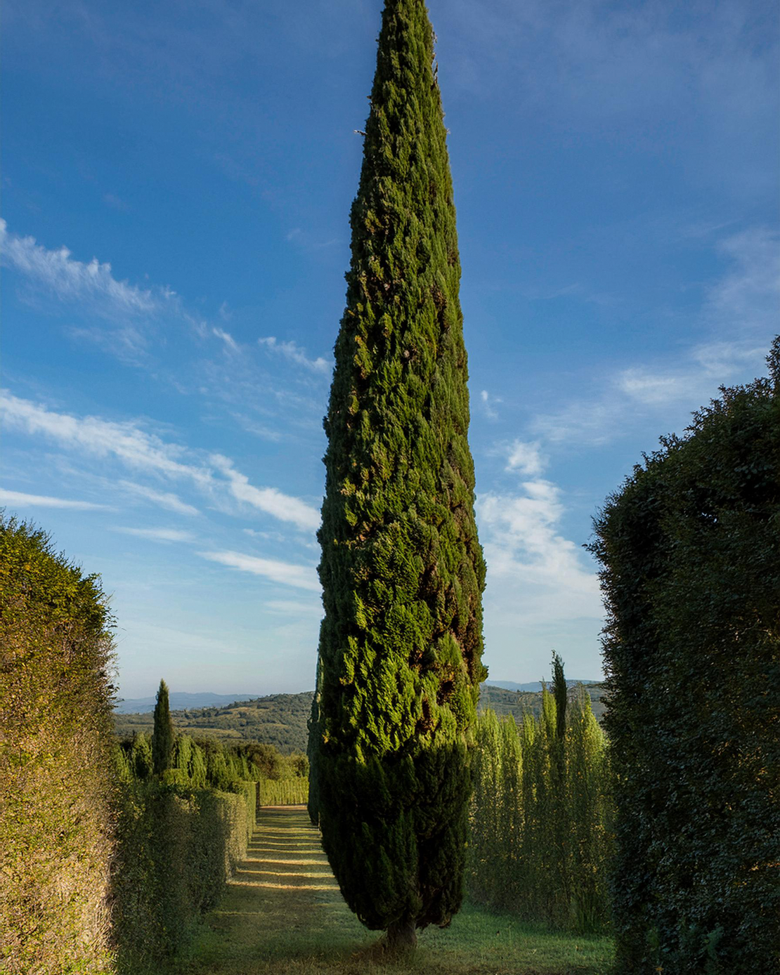 Comment tailler un cyprès trop haut ? - Plantes de Provence