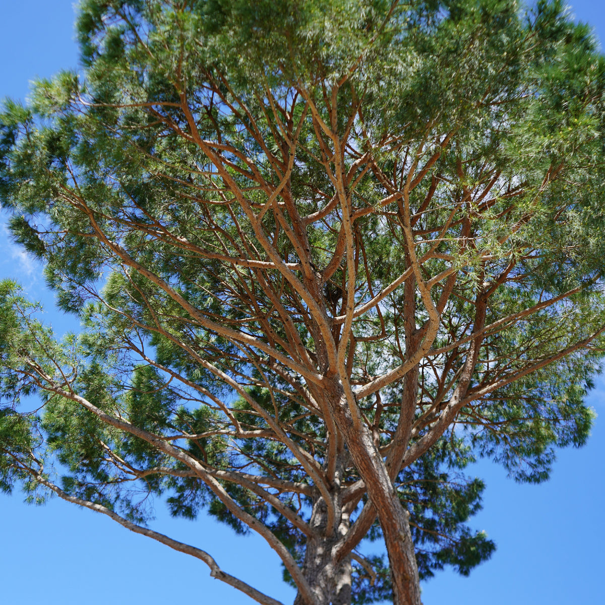 Quand tailler un pin parasol ? - Plantes de Provence