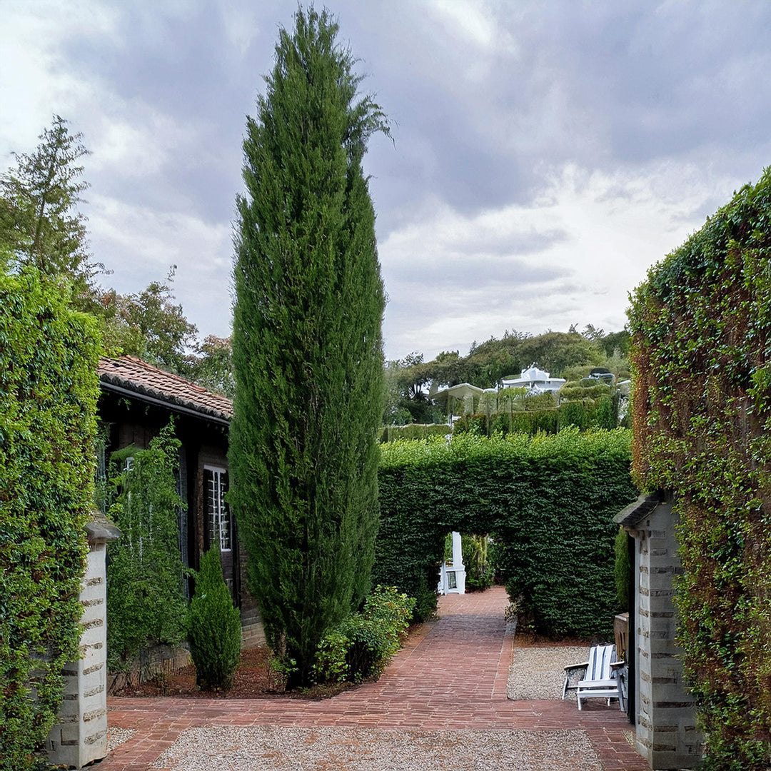 Comment choisir le cyprès idéal pour votre jardin ? – Plantes de Provence