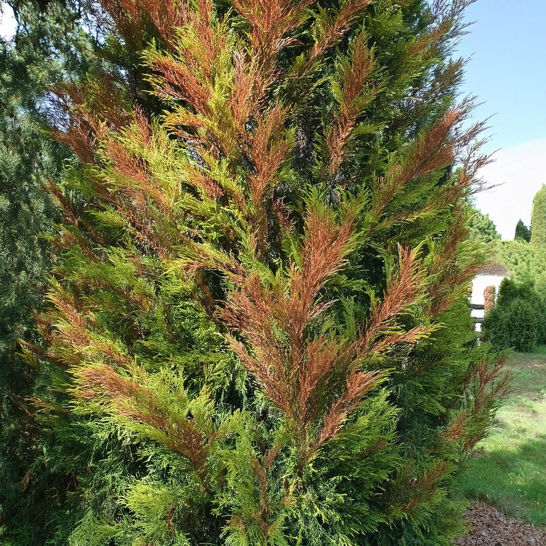 Mon cyprès jaunit : maladie ou problème d’entretien ? – Plantes de Provence