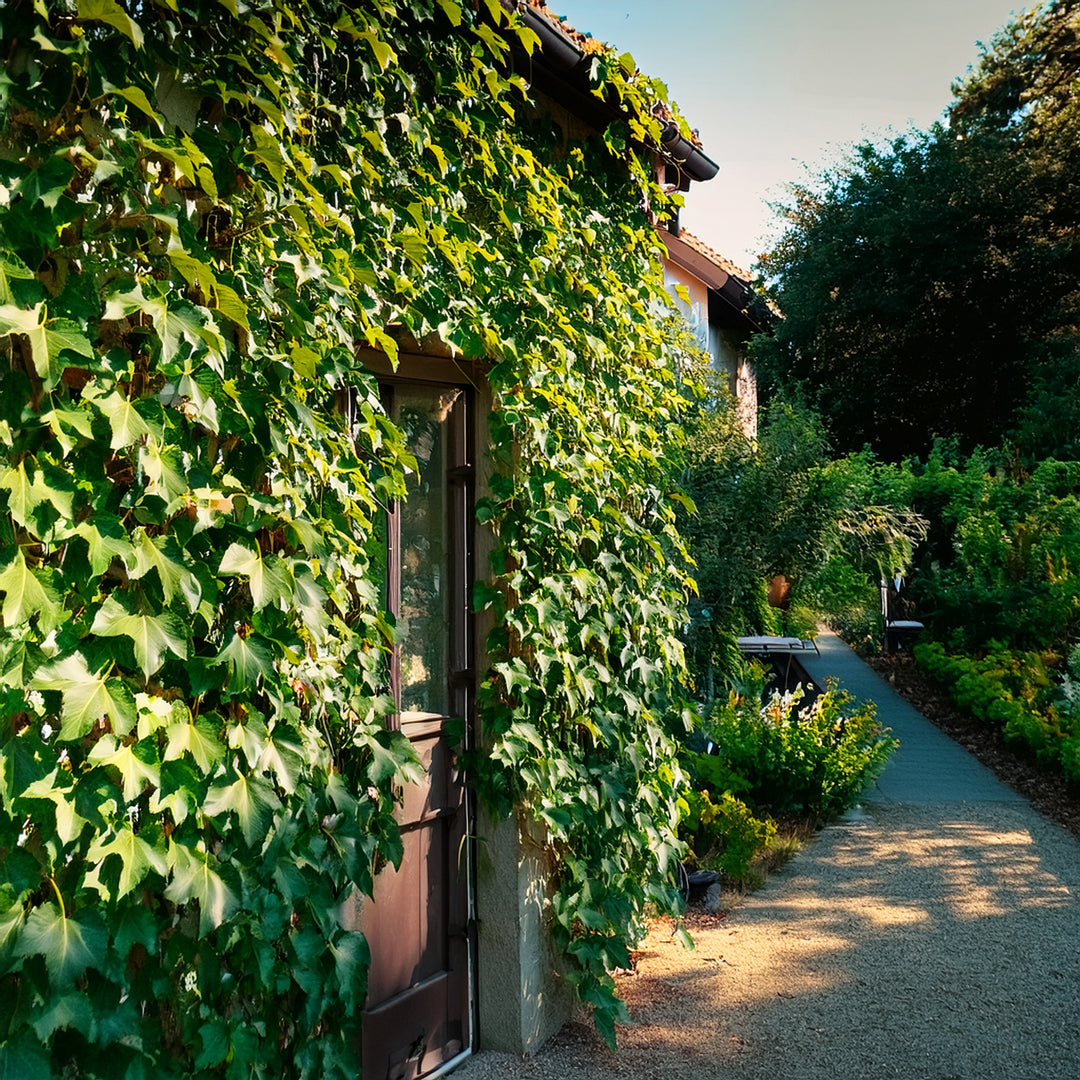 Intégrer le lierre dans son jardin : idées et conseils – Plantes de ...