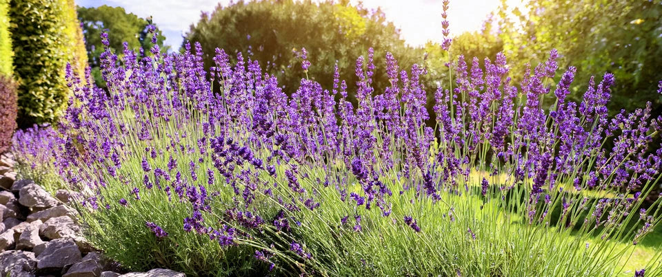 Plantes méditerranéennes à feuillage persistant – Plantes de Provence