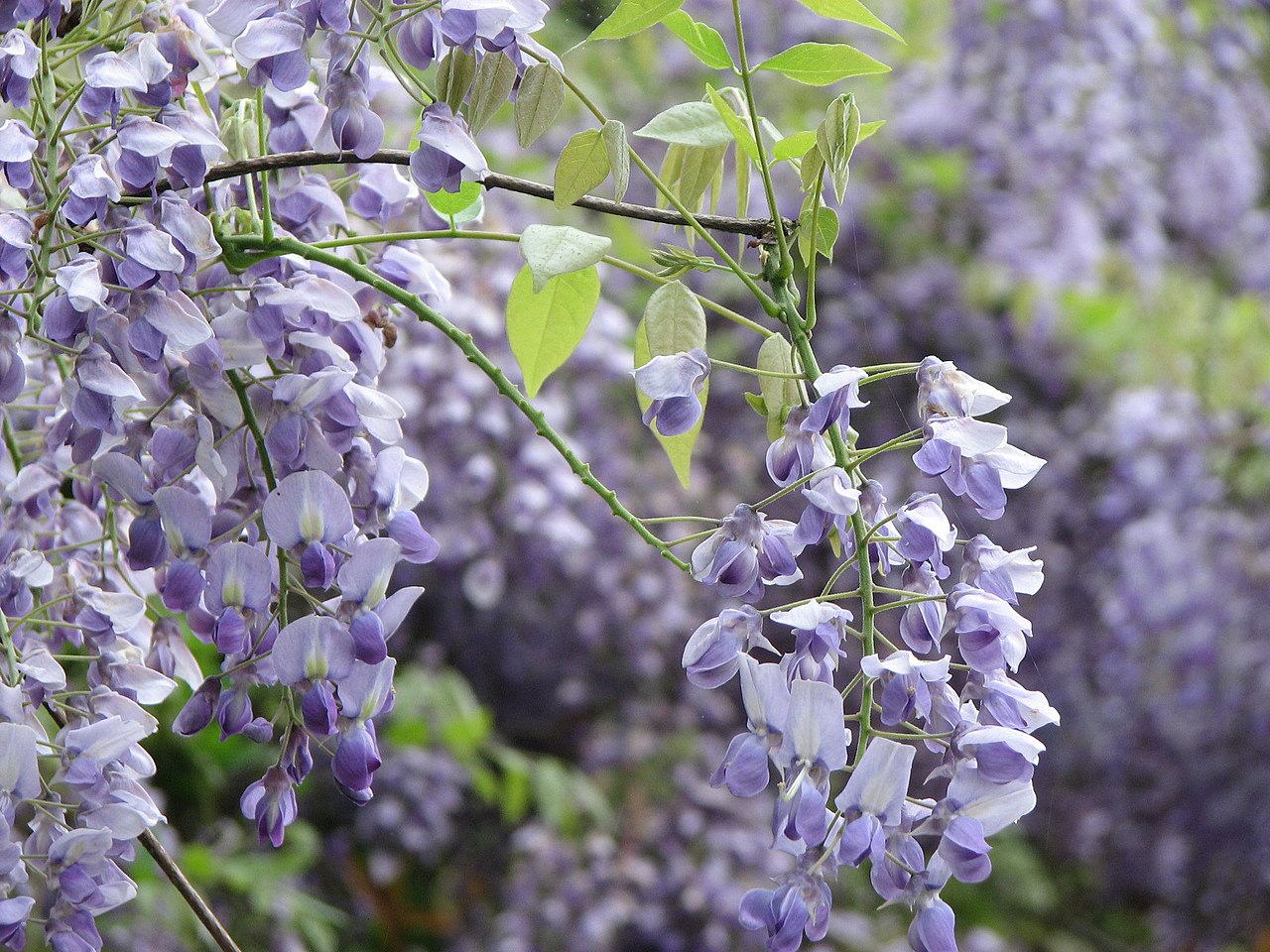 Plantes Grimpantes - Plantes de Provence