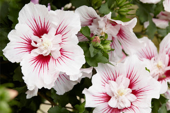 Plante de Provence - Achat de plantes et arbres en ligne – Plantes de ...