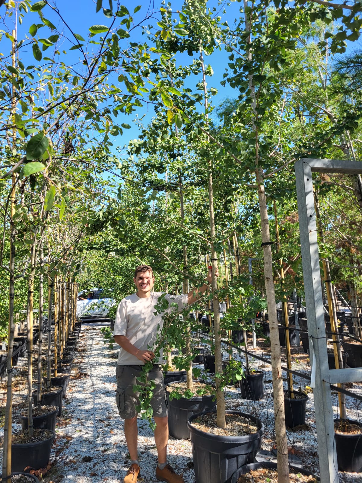 Ginkgo Biloba Fastigiata Blagon en tige - Achat en ligne – Plantes de ...