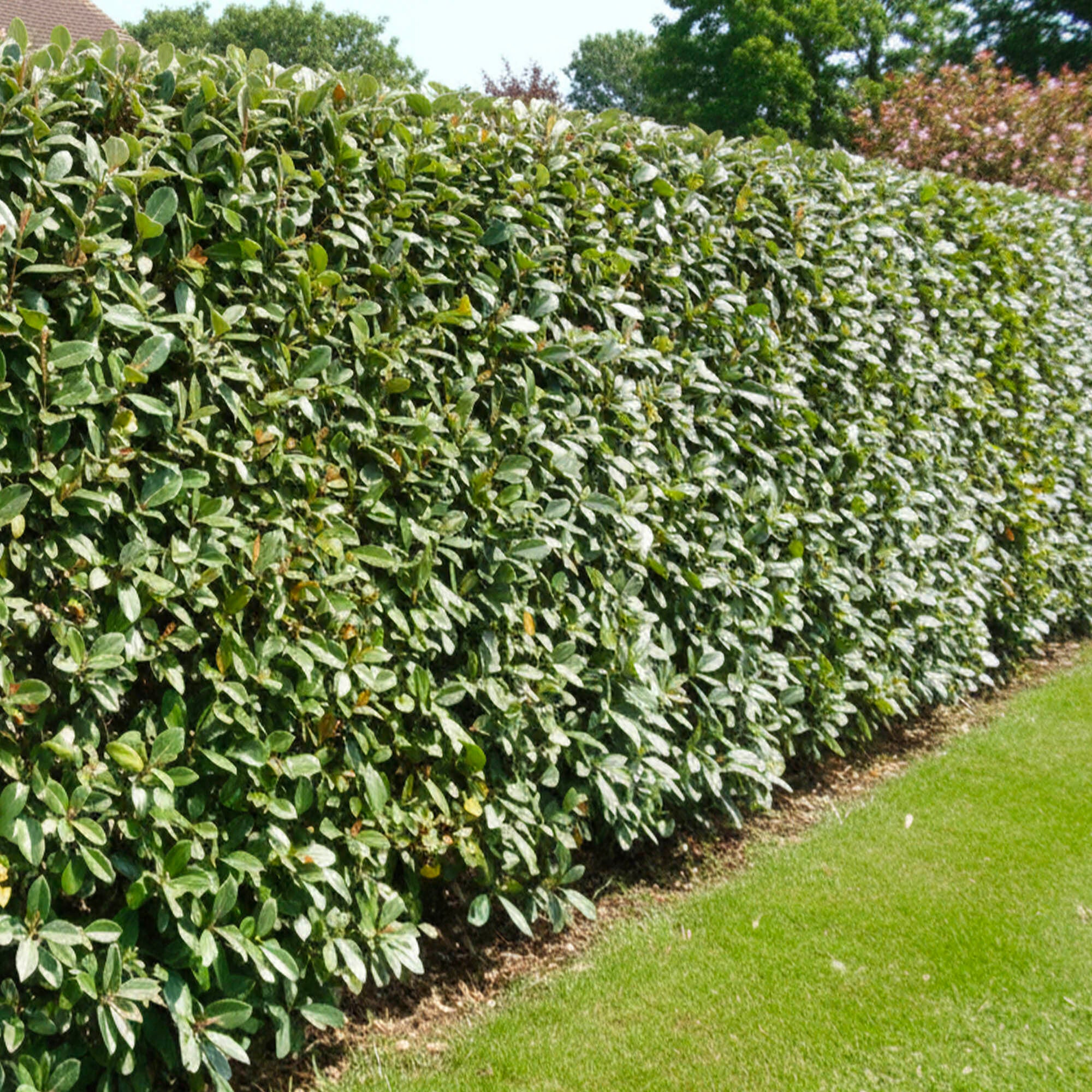 Elaeagnus Ebbingei (vert) • Plantes de Provence