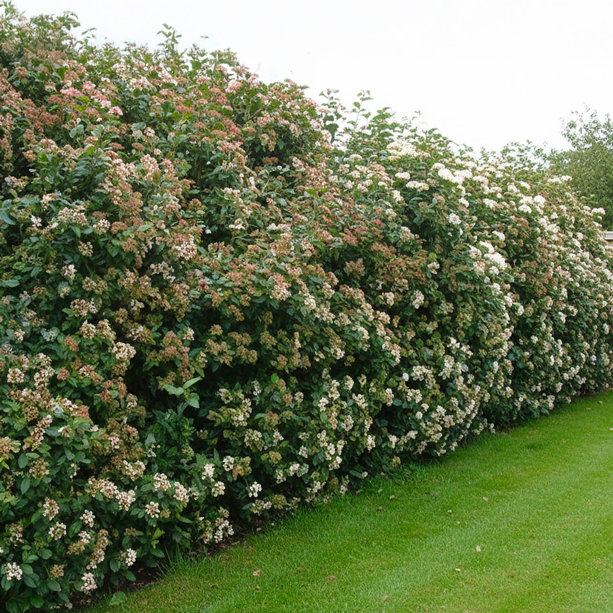 Laurier-tin (Viburnum tinus) • Plantes de Provence