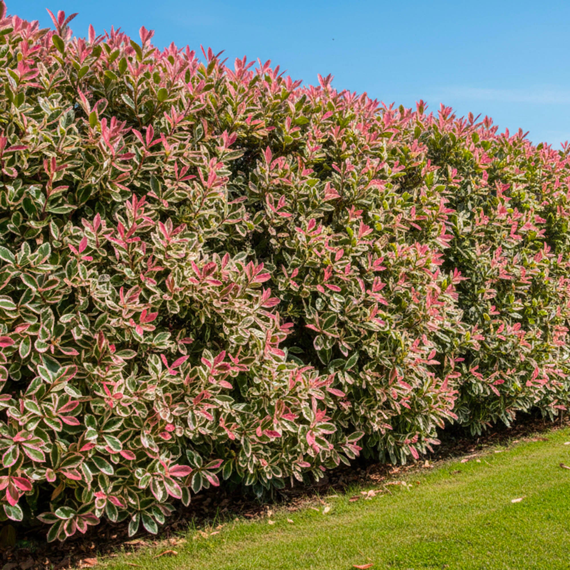 Photinia Pink Marble en touffe (Photinia Fraseri Pink Marble) – Plantes ...