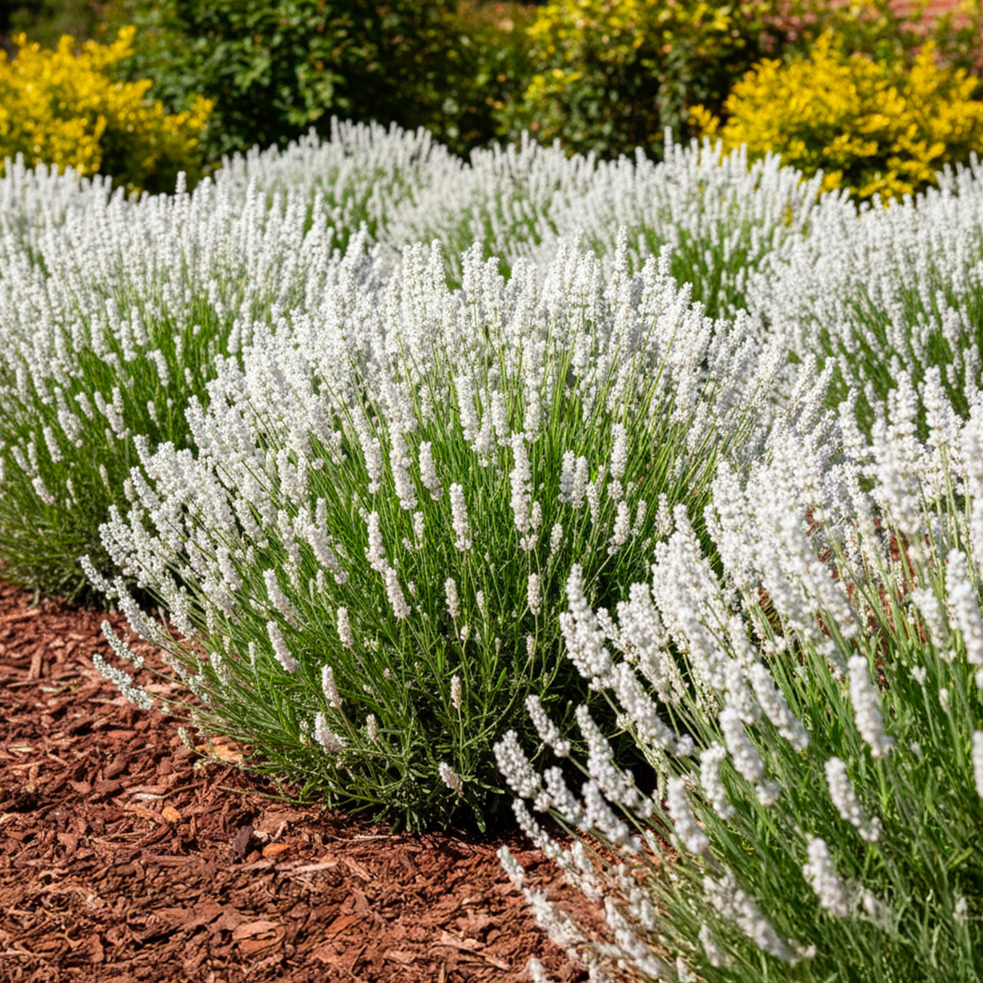Lavande blanche (Lavandula Angustifolia Edelweiss) – Plantes de Provence