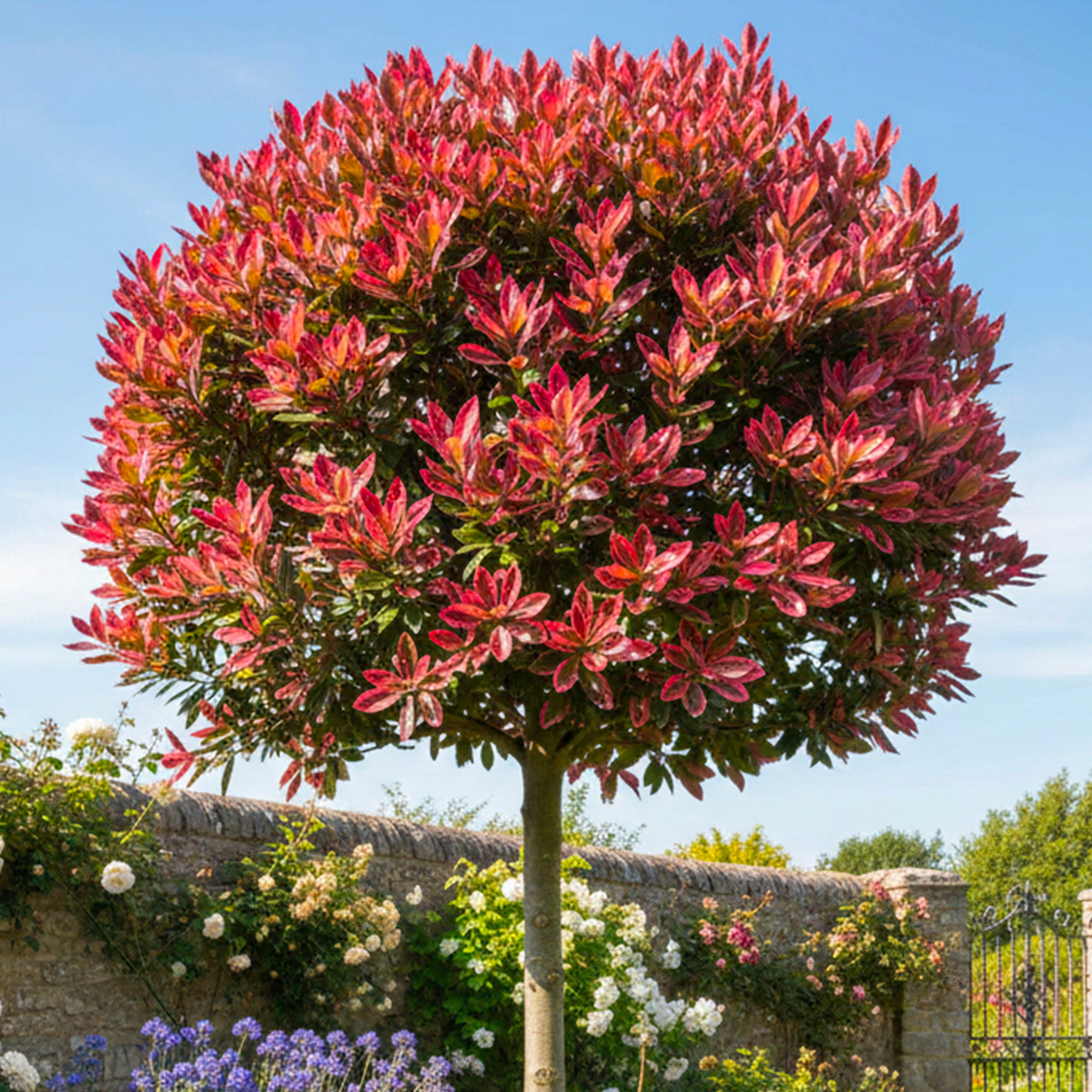 Photinia Pink Marble en tige • Plantes de Provence