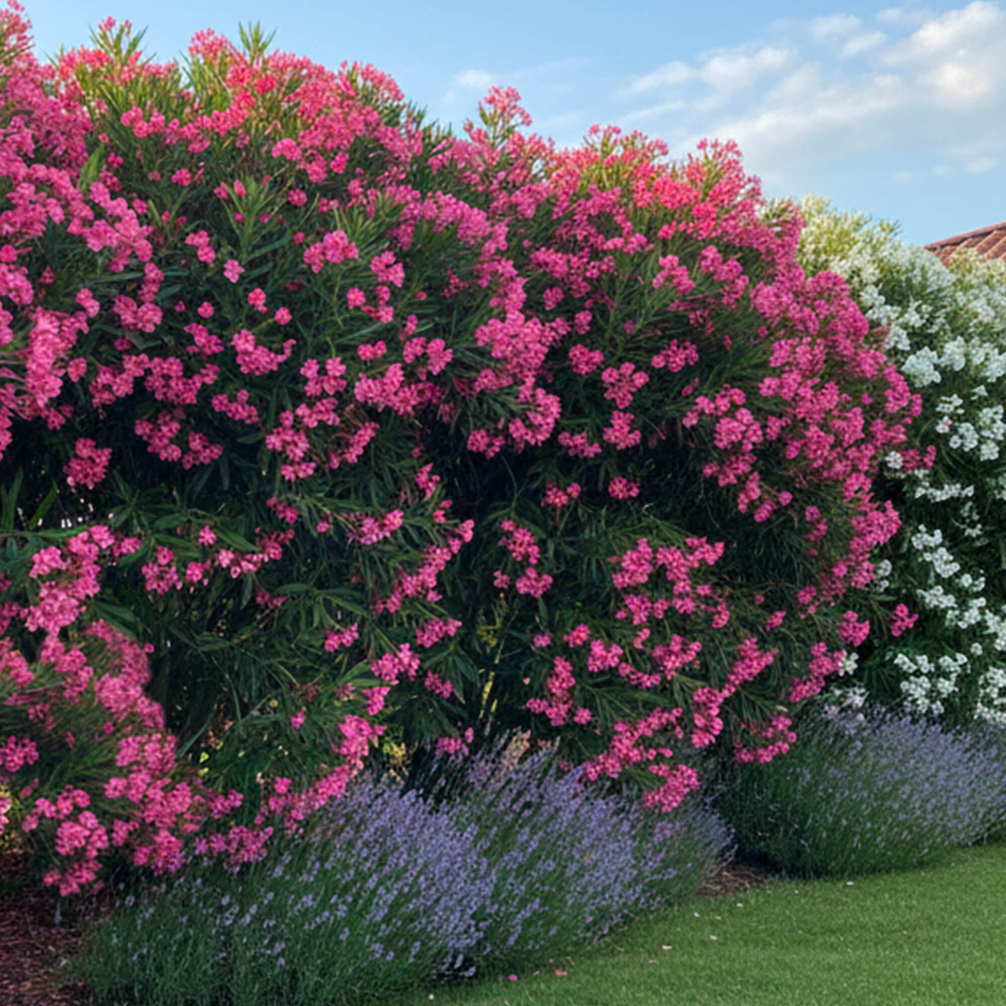 Laurier Rose (Nerium Oleander) • Plantes de Provence