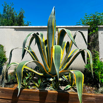 Plante de Provence - Achat de plantes et arbres en ligne – Plantes de ...