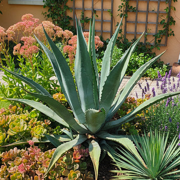 Plante de Provence - Achat de plantes et arbres en ligne – Plantes de ...