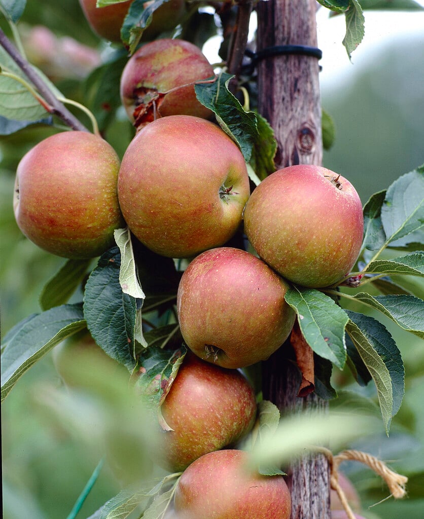 Pommier Cox's Orange - Achat en ligne - Plantes de Provence